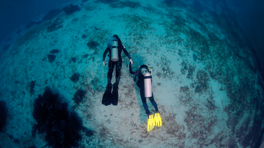 Dive Tribe Komodo