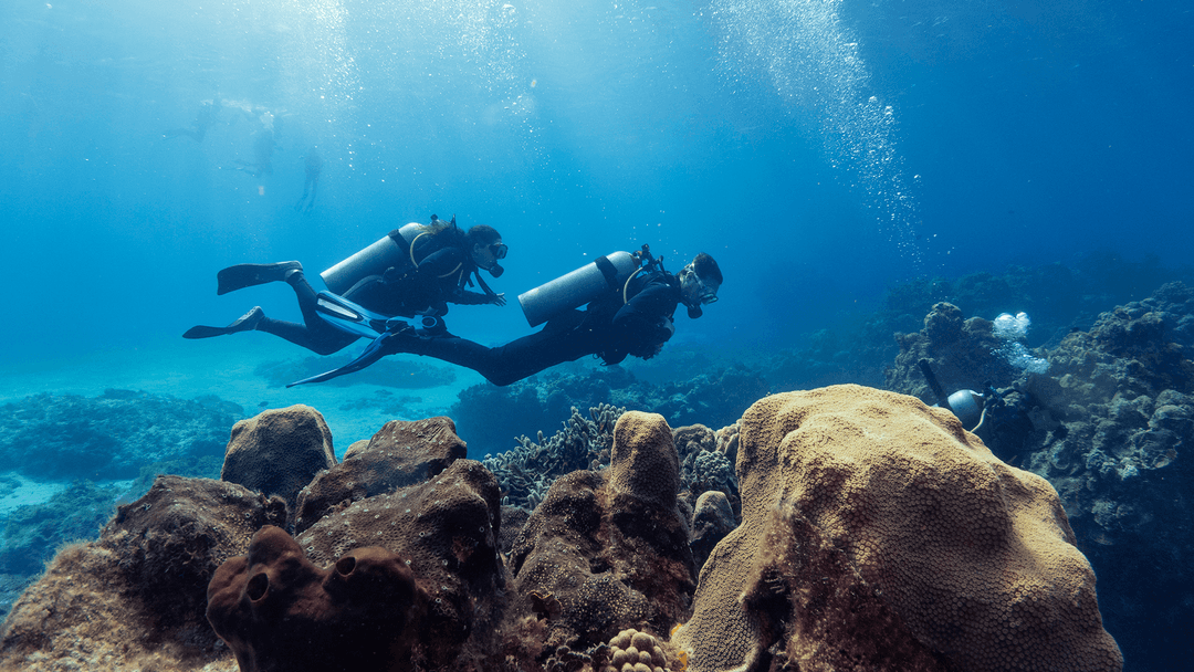 Dive Tribe Komodo